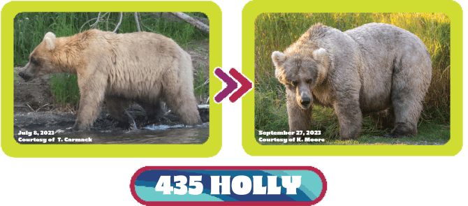 Fat Bear Week | Kenton Library